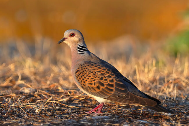 Captive-breeding and Release of Turtle Doves | FACE Biodiversity Manifesto