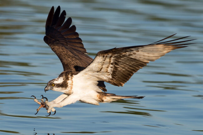 Osprey Project – BASC | FACE Biodiversity Manifesto