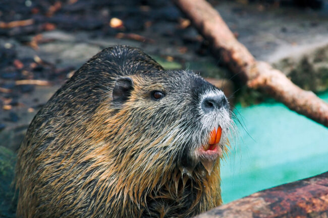 Bowhunting Coalition Assists Control of Invasive Nutria | FACE ...