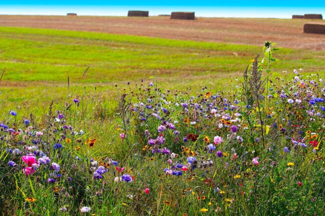 Ecological enhancement of fields edges and pylon feet in France | FACE ...