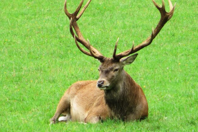 Exploring the genetic biodiversity of Red Deer populations in the ...