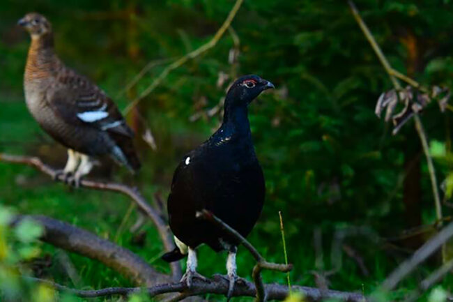 Black Grouse Conservation in Poland | FACE Biodiversity Manifesto