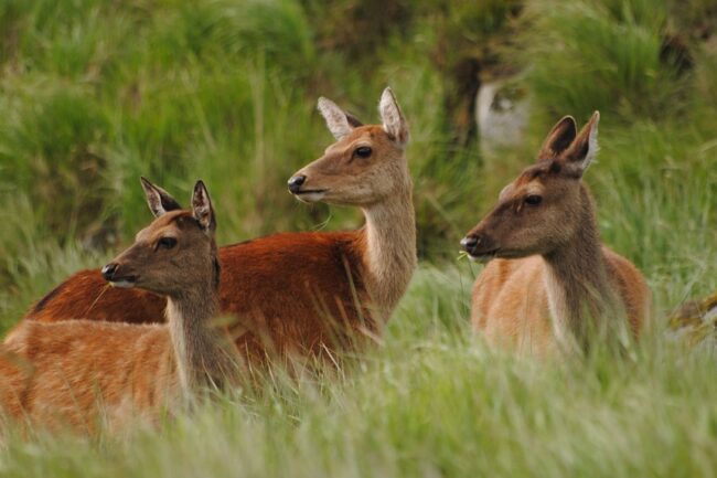 National Observation Network “Wild Ungulates” | FACE Biodiversity Manifesto