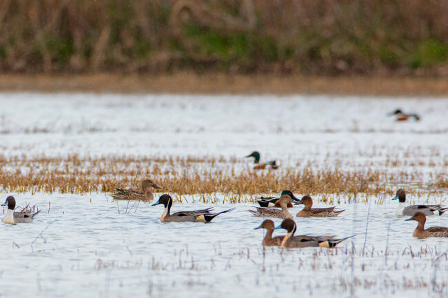 Italian Hunters Conserving Fresh Water Habitats for Migratory Birds ...