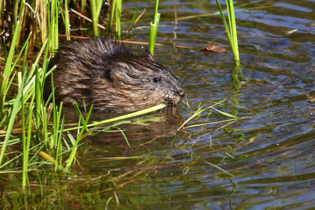 Life MICA project: Management of Invasive Coypu (Nutria) and Muskrat in ...
