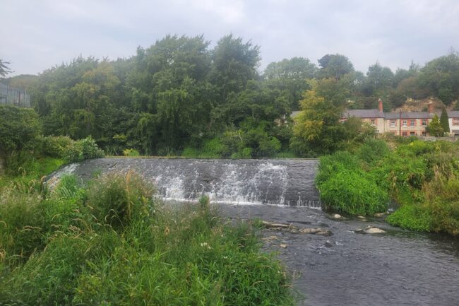 Mink trapping on the River Liffey in Ireland | FACE Biodiversity Manifesto