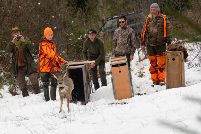Eco-Lynx Programme launched to monitor the return of the Eurasian Lynx ...