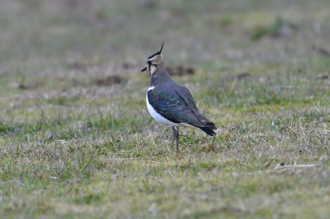 Lapwing conservation success from the awarding-winning Egton Estate ...