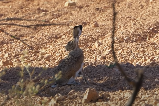 Fighting Myxomatosis and protecting Iberian Hares in the Mixolepus project | FACE Biodiversity ...