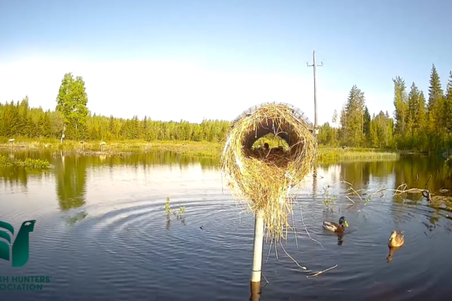 Duck nest tubes have proven their effectiveness again this spring in ...