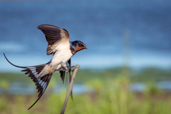 Swallows & Biodiversity: Hunters’ Role in Conserving Iconic Bird ...