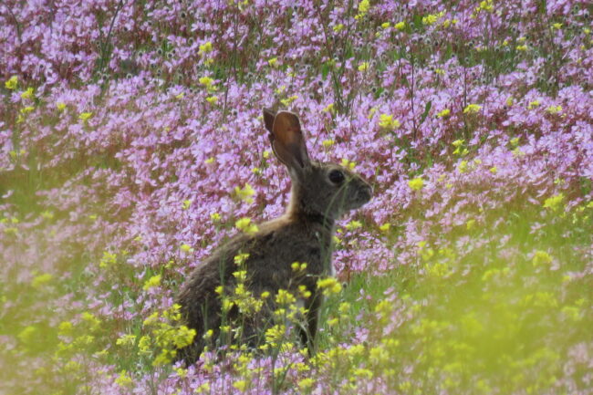 LIFE Iberconejo Project: Wild Rabbit Conservation in the Iberian ...
